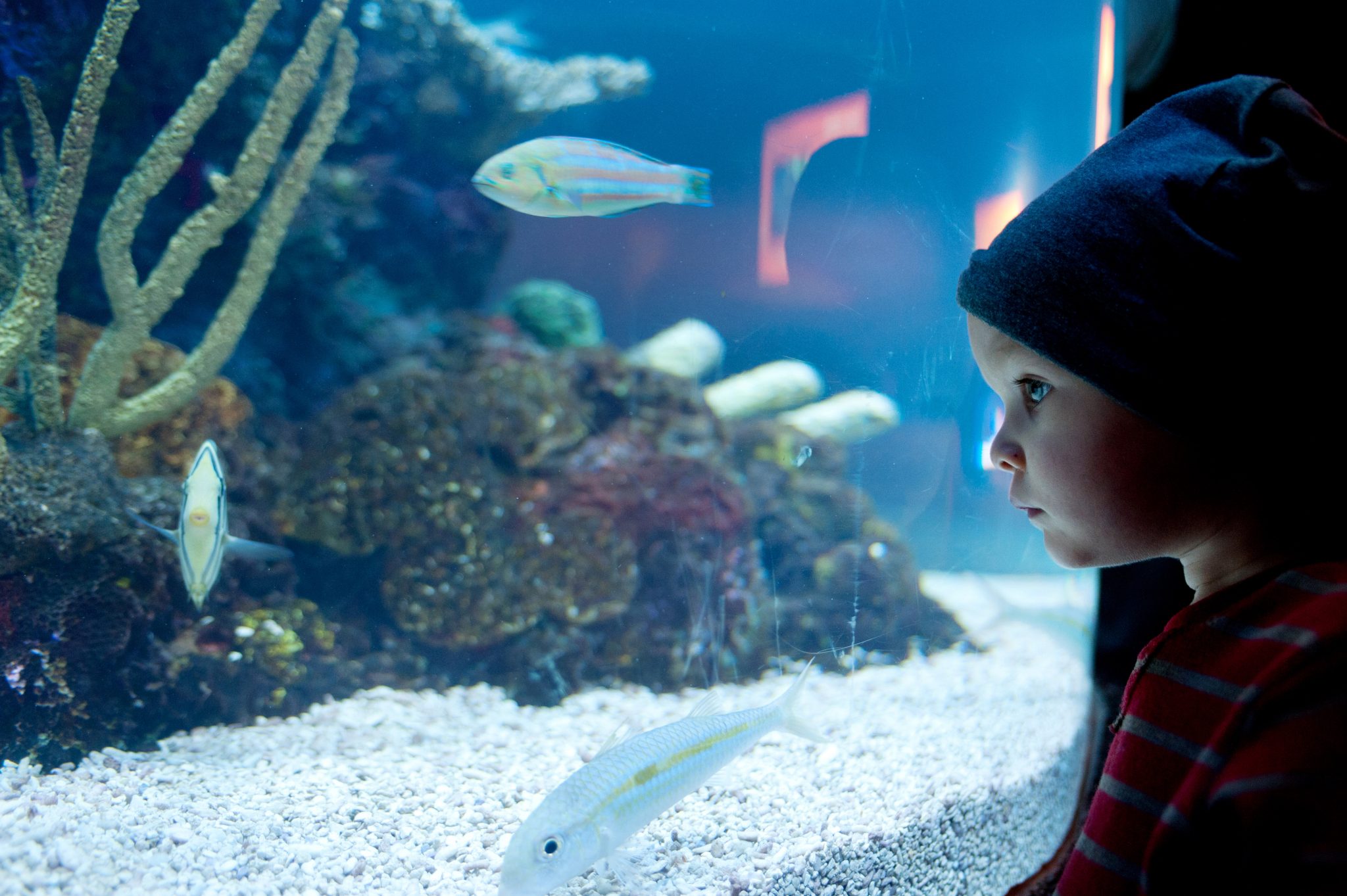 Ontdek Aquarium Cap Blanc op Ibiza - Een Magische Ervaring